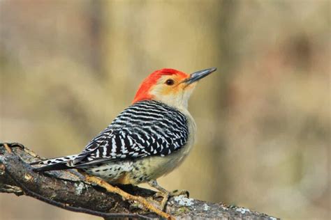 Woodpeckers In South Dakota 12 Noteworthy Species