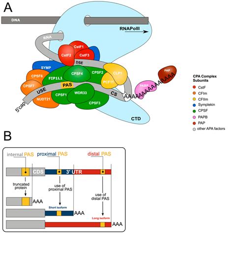 Rna Processing