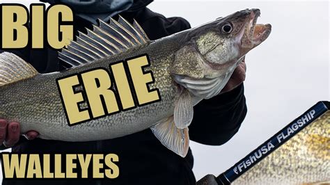 Jigging For Big Lake Erie Walleye With Our New Rods Lake Erie Walleye