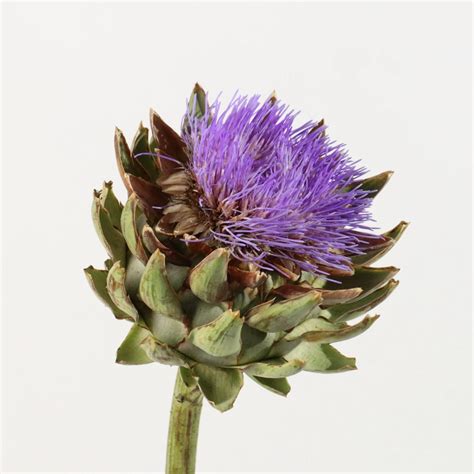 아티초크 꽃말과 특징 Atichokeu 꽃도감