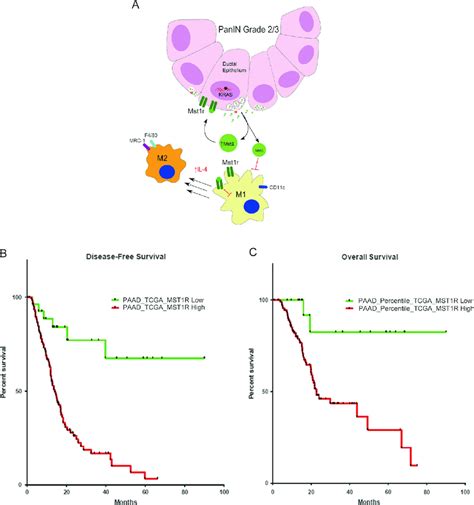 Mst1r Activates A Feed Forward Autocrine Paracrine Signaling Loop That Download Scientific
