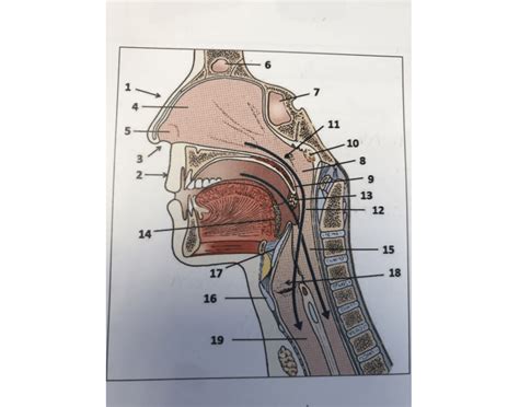 Upper Respiratory Tract Midsagittal View — Printable Worksheet