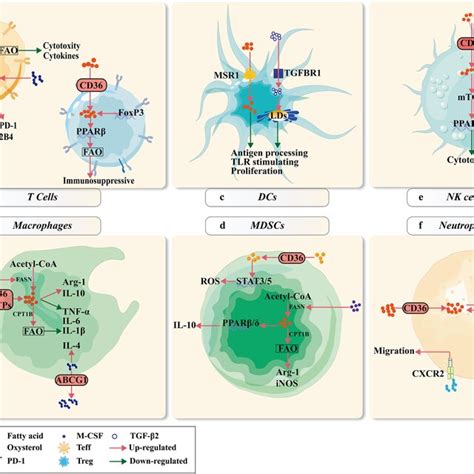 Strategies For Lipid Metabolism In Tumor Infiltrating Immune Cells
