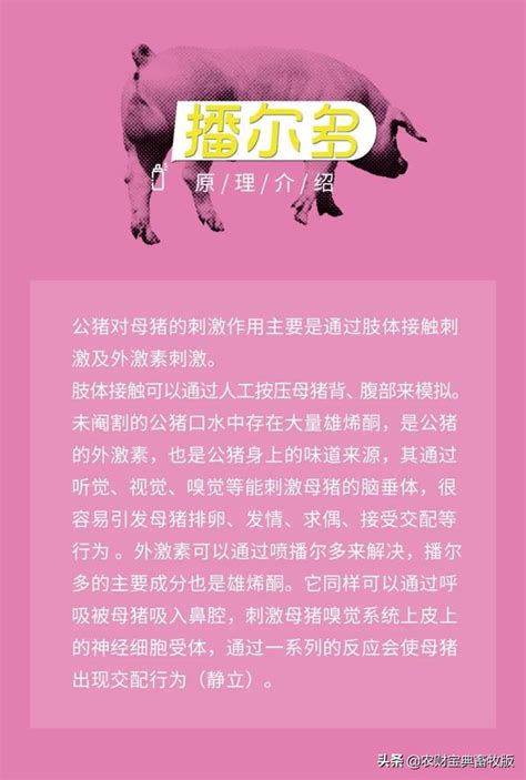 告别公猪诱情，三生播尔多一喷搞定 新牧网