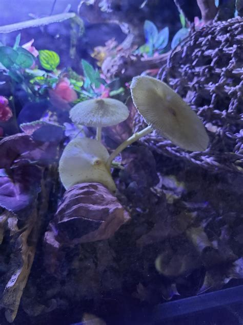 my bioactive ball python enclosure has started growing mushrooms i m a