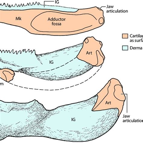 Pdf Placoderms Armored Fish Dominant Vertebrates Of The Devonian