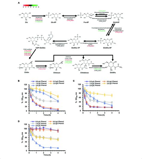 Synthesis And Degradation Of Chitin In Cells Exposed To 2 0 G L