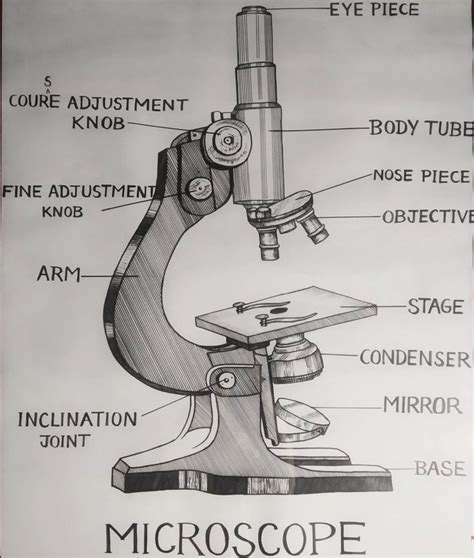 Compound Microscope Drawing