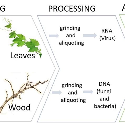 Flowchart In Molecular Biology Laboratory In Case Study Download Scientific Diagram