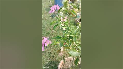 মাল্টি কলার বাগান বিলাস ফুল গাছ Shortvideo মাল্টি কালার বাগান বিলাস ফুল গাছ Viral Ma Nursery