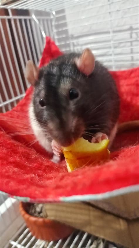 Meet My Boy Roberto Scrolller