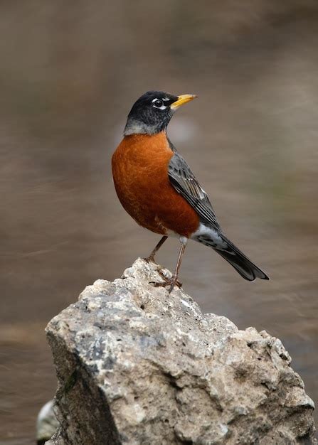 Premium Photo Screech Owl Tiny Predator Of The Whispering Forest And