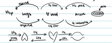 Lecture Vo Kinetics Flashcards Quizlet Lecture Vo Kinetics Flashcards Quizlet