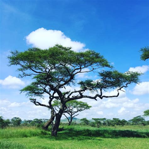 Tree Porn Treeporn Twitter
