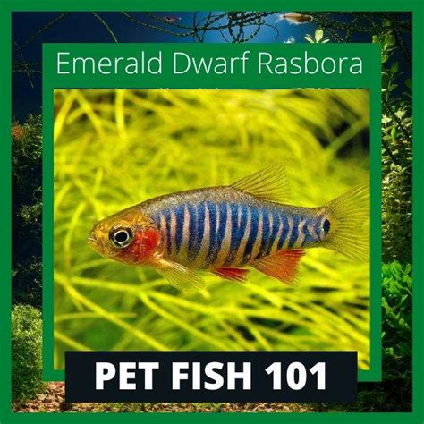 Emerald Dwarf Rasbora Care