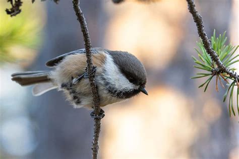 Where Do Chickadees Nest A Z Animals