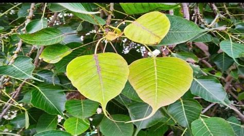 Peepal Ke Patte Ka Upay Money Problem Remedies Of Peepal Leaf In Hindi