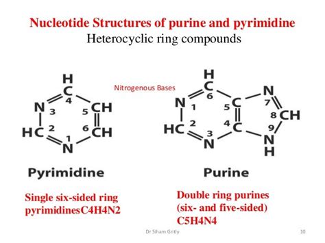 5 Nucleotides And Nucleic Acids Lecture