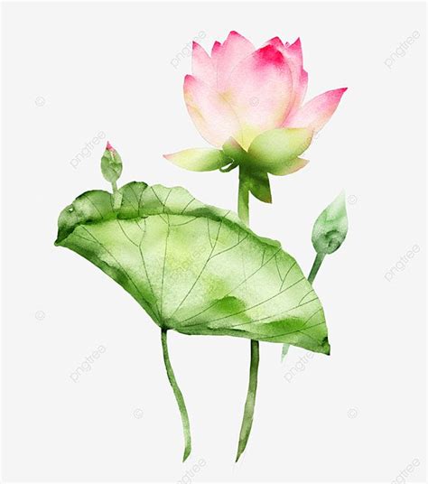 핑크 일러스트 로터스 로터스와 그린 연꽃 잎 연꽃과 수채화 손으로 연꽃 손으로 그린 연꽃 핑크 로터스 수채화 Png 일러스트 및 Psd 이미지 무료 다운로드 Pngtree