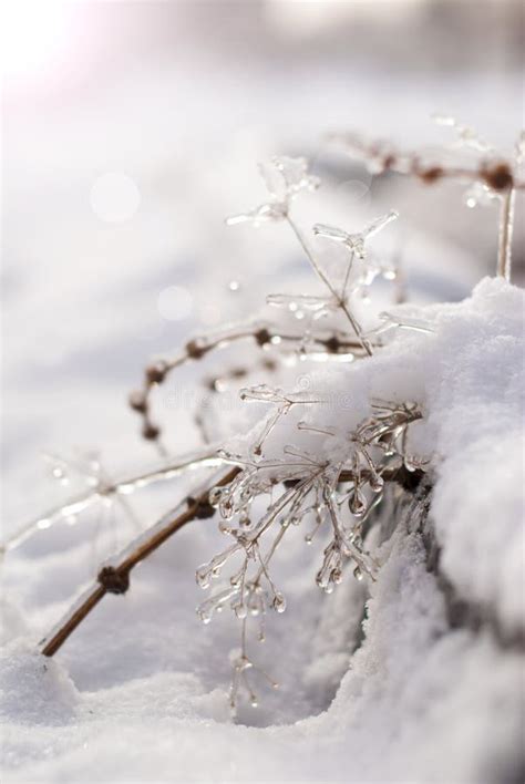 Dried Grass Covered With Snow Stock Image Image Of Background Clear