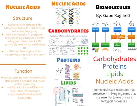 Biomolecules Overview Carbohydrates Proteins Lipids And Nucleic Acids