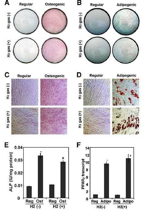 Effects Of H 2 Exposure On The Osteogenic And Adipogenic Download