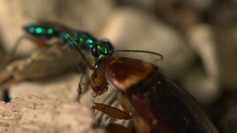 Now The Wasp Dragsthe Roach To Her Lair Cosmos Possible Worlds Quote