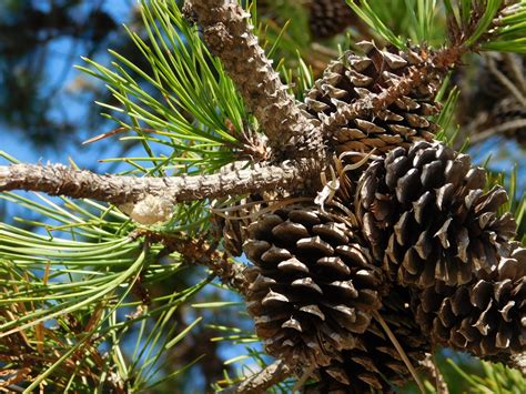 Edit Free Photo Of Pine Trees Us Pine Trees Nature Needpix