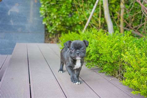 프렌치불독분양 사랑스러운 애기 강아지 프프 웰시코기분양 프렌치불독분양 보스턴테리어분양 이탈리안그레이하운드분양 베들링턴테리어분양 셔틀랜드쉽독분양 코카스파니엘분양 퍼그분양