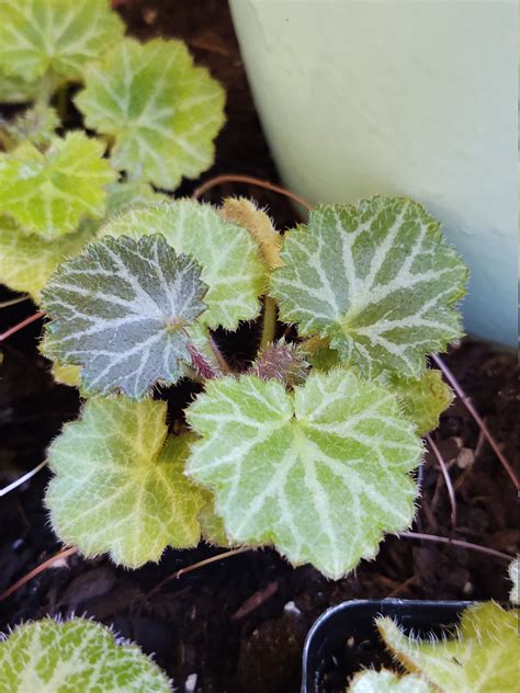 Strawberry Begonia Saxifraga Stolonifera Live Plant Rooted Etsy