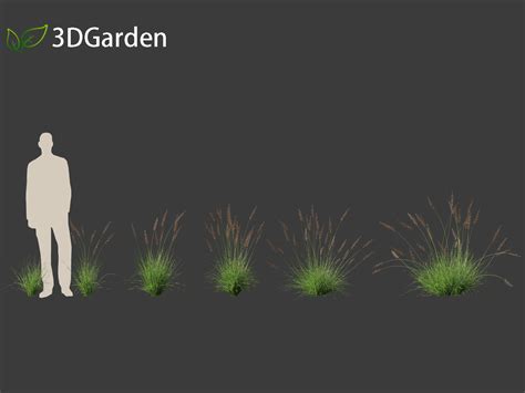 Molinia Caerulea Purple Moor Grass 3d Model 3dgardenplants