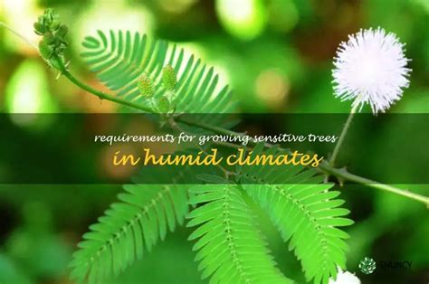 Tips For Successfully Cultivating Sensitive Trees In Humid Climates ShunCy