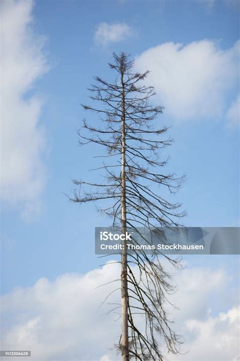 죽은 소나무 줄기와 나뭇 가지 배경으로 푸른 하늘 기후 변화의 상징 0명에 대한 스톡 사진 및 기타 이미지 0명 거친