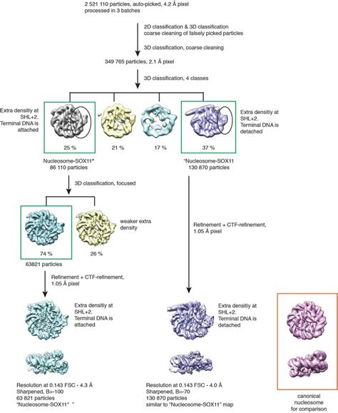 Flow Chart For Determination Of The Cryo Em Structure Of The