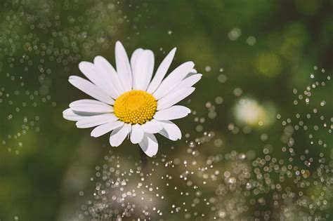 玛格丽特 花 白色的 Pixabay上的免费照片 Pixabay