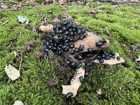 Decomposing Roe Buck Head Covered In Dor Beetles Rnatureismetal
