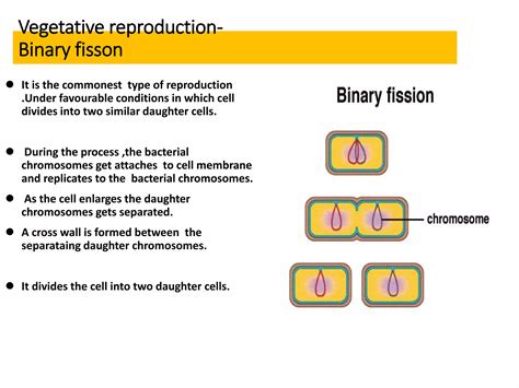 Reproduction In Bacteria Pptx