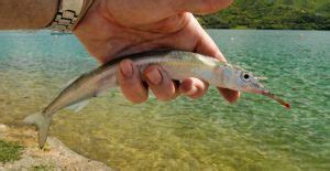 Garfish Also Called Piper Hyporhamphus Ihi How To Catch Piper Garfish