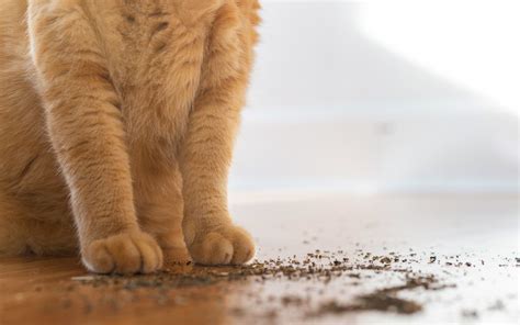 Catnip Tea Recipe For Your Cat The Lick