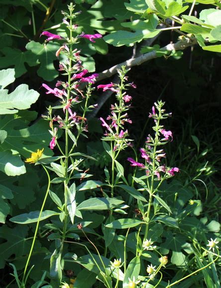 Salvia Pentstemonoides