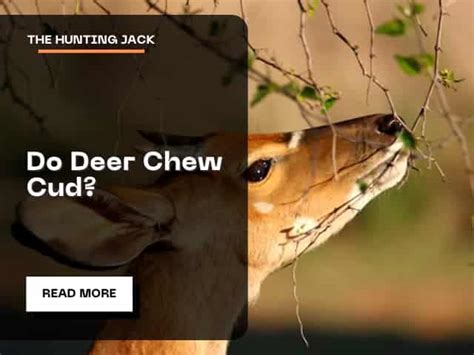 Do Deer Chew Cud