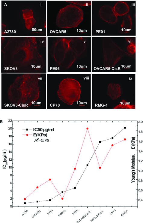 Actin Stress Fibers And Cell Stiffness Increases With Cisplatin