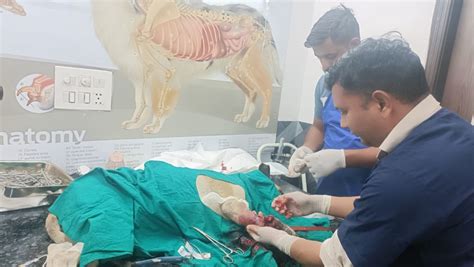 The Importance Of Regular Veterinary Check Ups For Your Pets Vets For