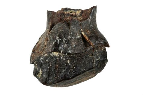 42 Fossil Nodosaur Tooth Judith River Formation 260320 For Sale