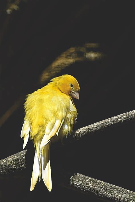 Canary In A Coal Mine Bird Wallpaper