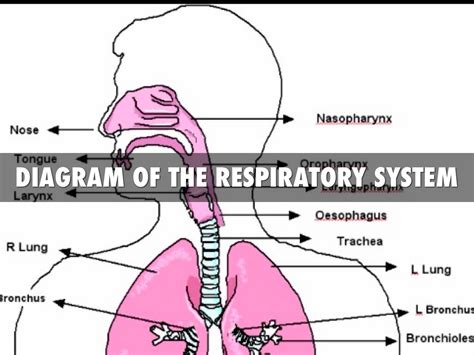 The Reproductive System By Noelia Velasquez