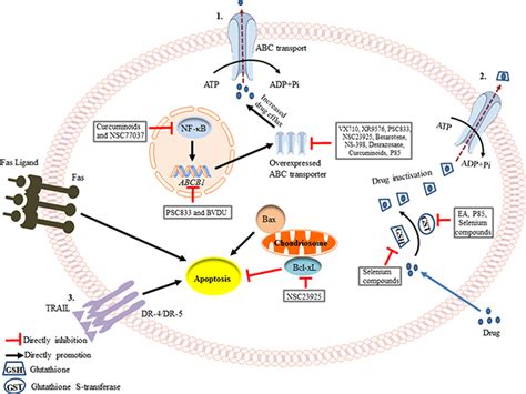 Novel Strategies To Prevent The Development Of Multidrug Resistance