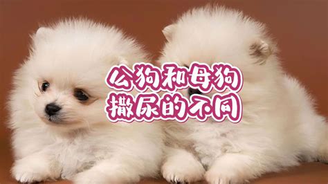 你知道公狗和母狗撒尿方式不同吗？一起了解一下吧狗狗 萌宠视频 搜狐视频