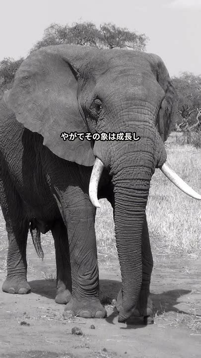【寓話】鎖に繋がれた象 Youtube