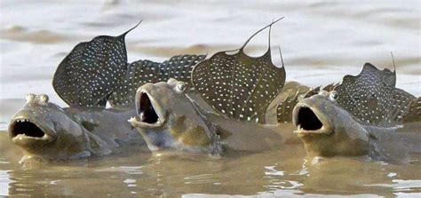 每天认识一种鱼（505）丨弹涂鱼：蹦蹦跳跳真可爱 胸鳍